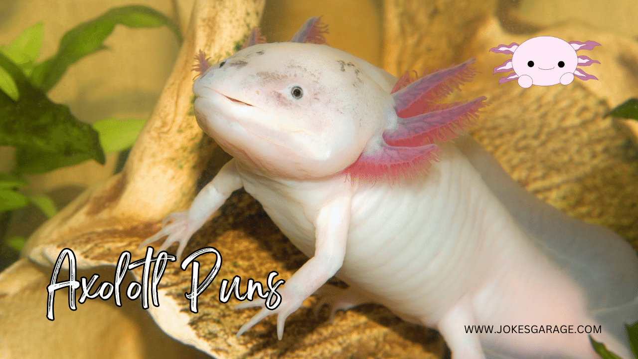 80 Axolotl Puns One Liner - Jokes Garage