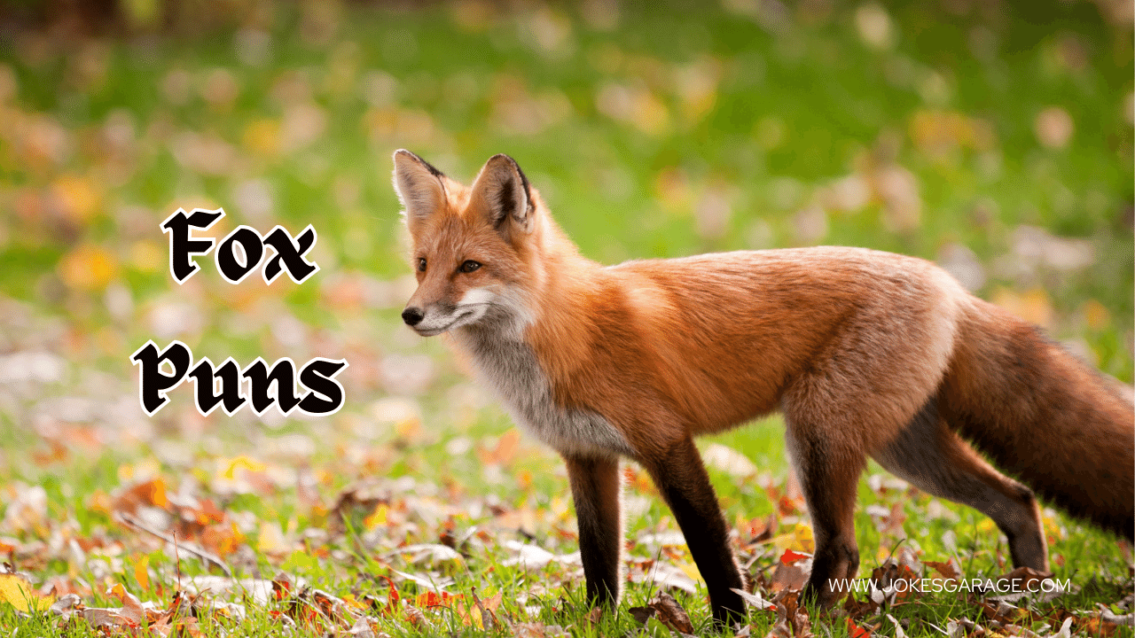 60 Cute Fox Puns - Jokes Garage
