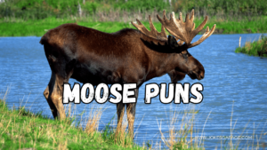 80 Clever Moose Puns - Jokes Garage