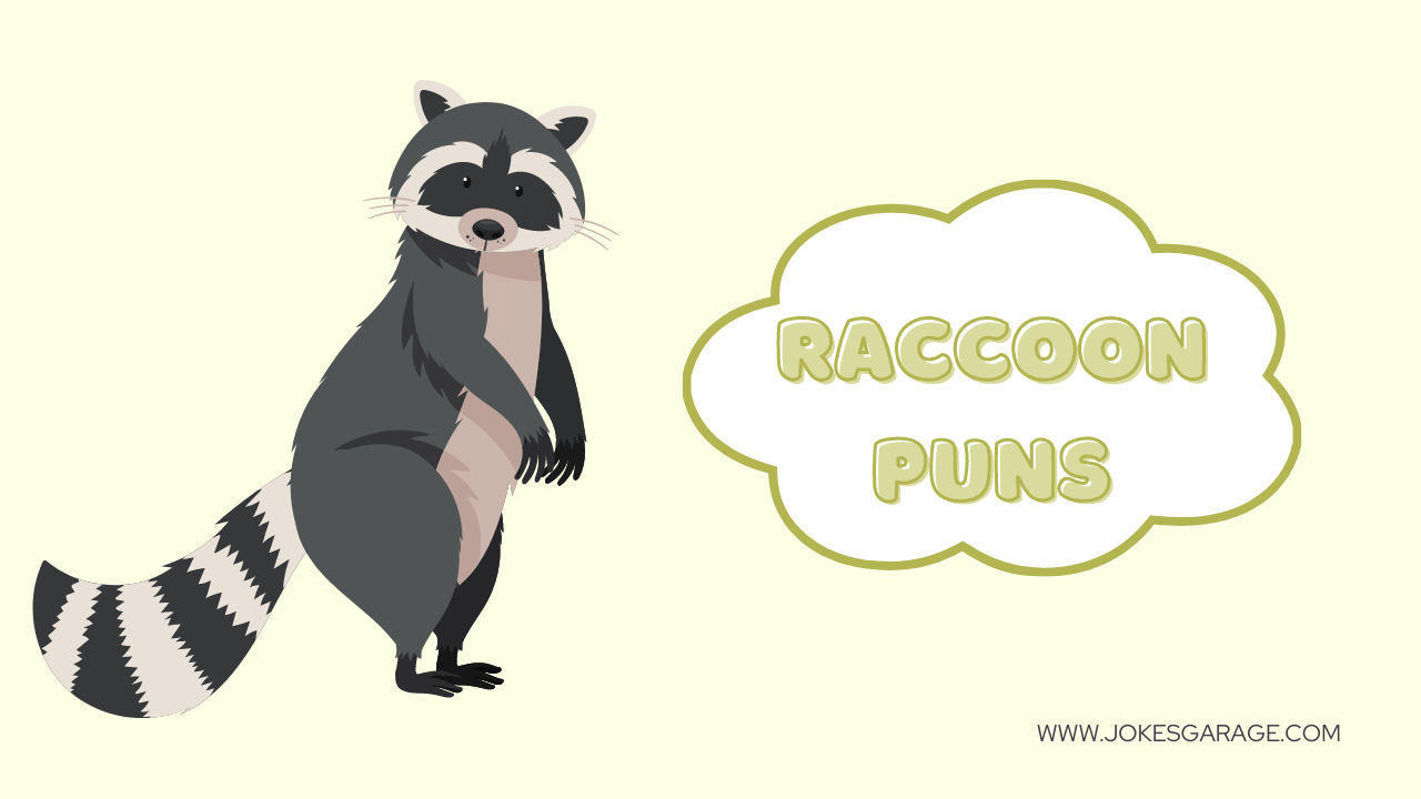 80 Raccoon Puns One Liner - Jokes Garage