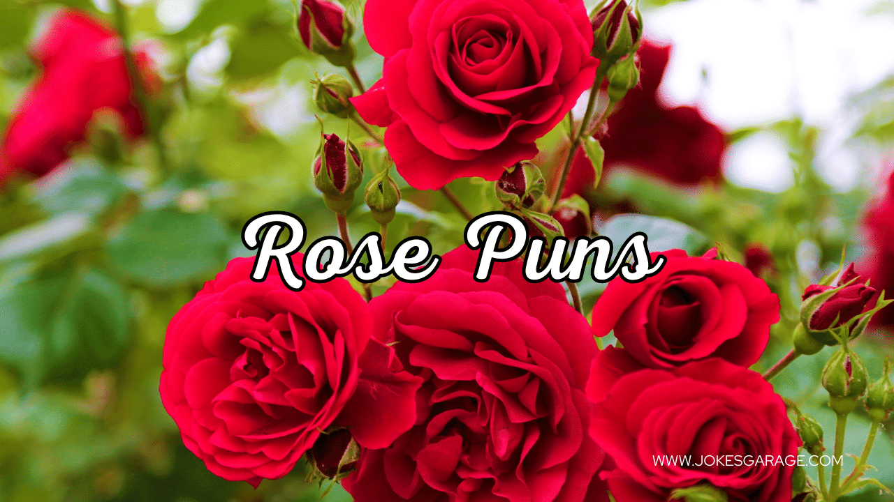 57 Short Rose Puns - Jokes Garage