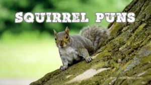 60 Cute Squirrel Puns - Jokes Garage