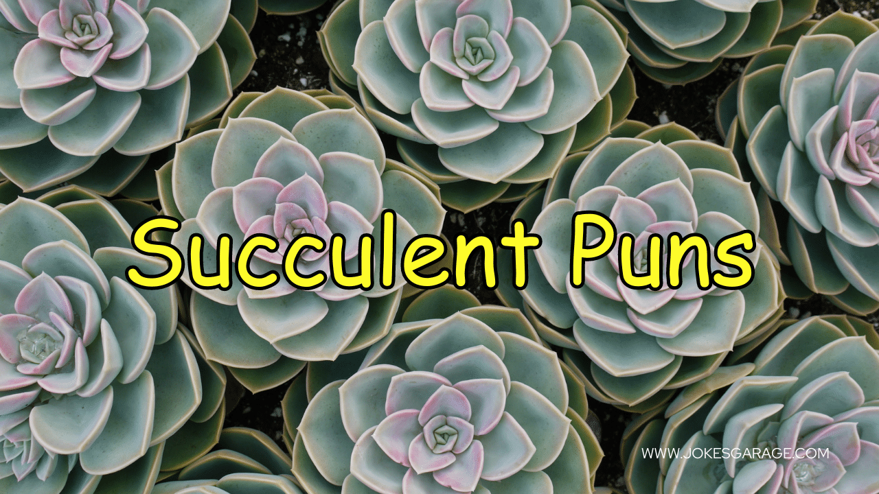 60 Funny Succulent Puns - Jokes Garage