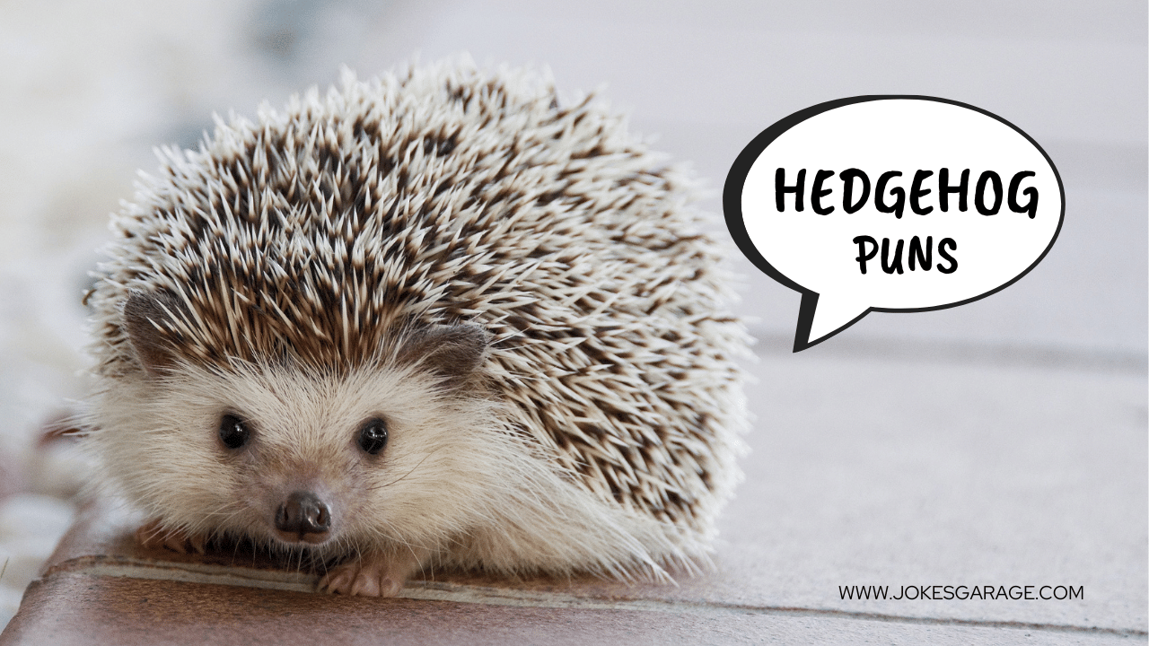 80 Funny Hedgehog Puns - Jokes Garage