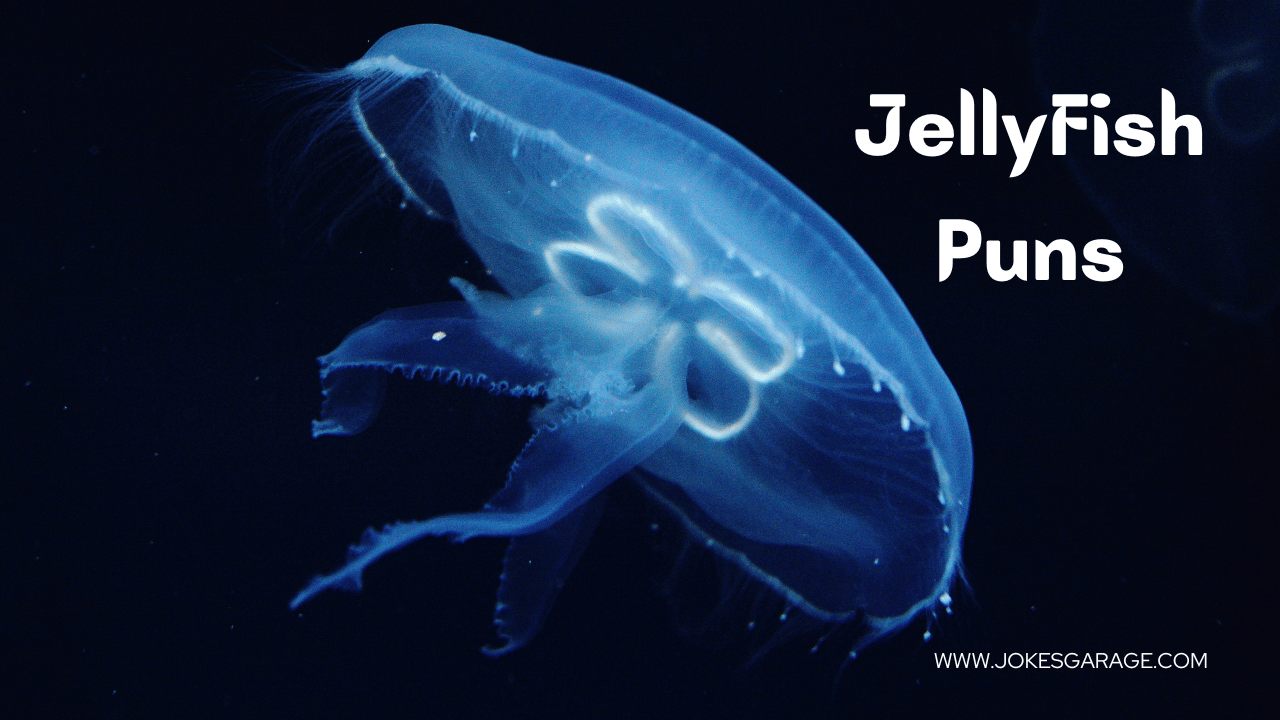 99 Jellyfish Puns One Liner - Jokes Garage