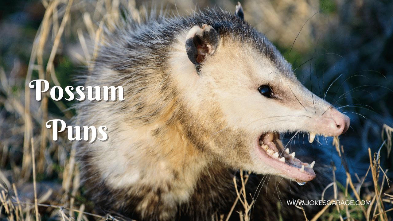 80 Funny Possum Puns - Jokes Garage