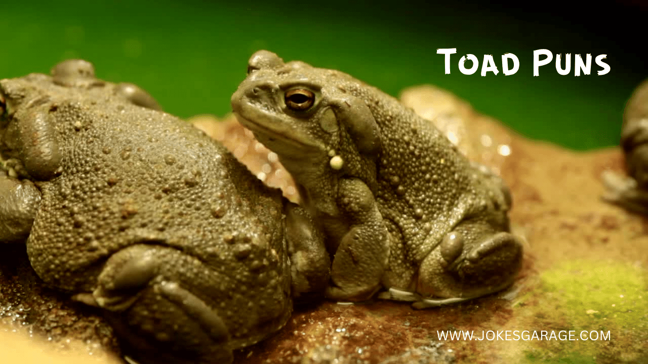 100 Frog Toad Puns - Jokes Garage