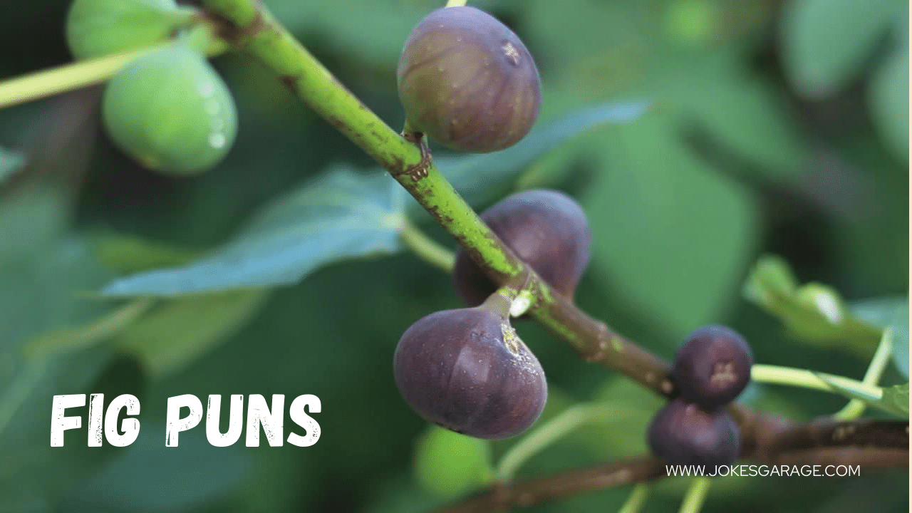 80 Short Fig Puns - Jokes Garage