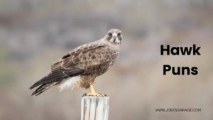 100 Swan Puns One Liner - Jokes Garage