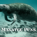 60 Get Well Soon Puns One Liner - Jokes Garage